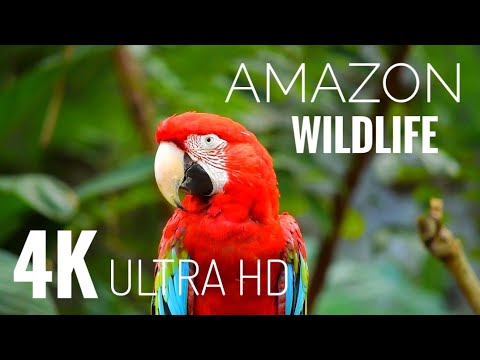Amazon jungle | Amazon wildlife | birds | Animals | Amazon Rainforest ...