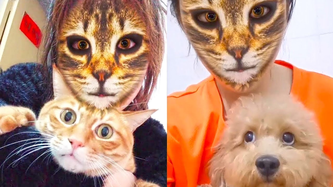 Dogs & Cats Hilarious and Scared Reaction When They See Cat Filter On ...
