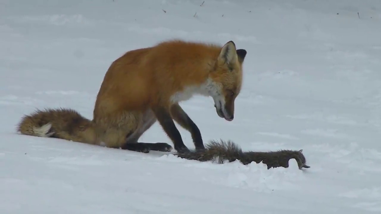 Fox Enjoys Tasty Dinner - YouTube