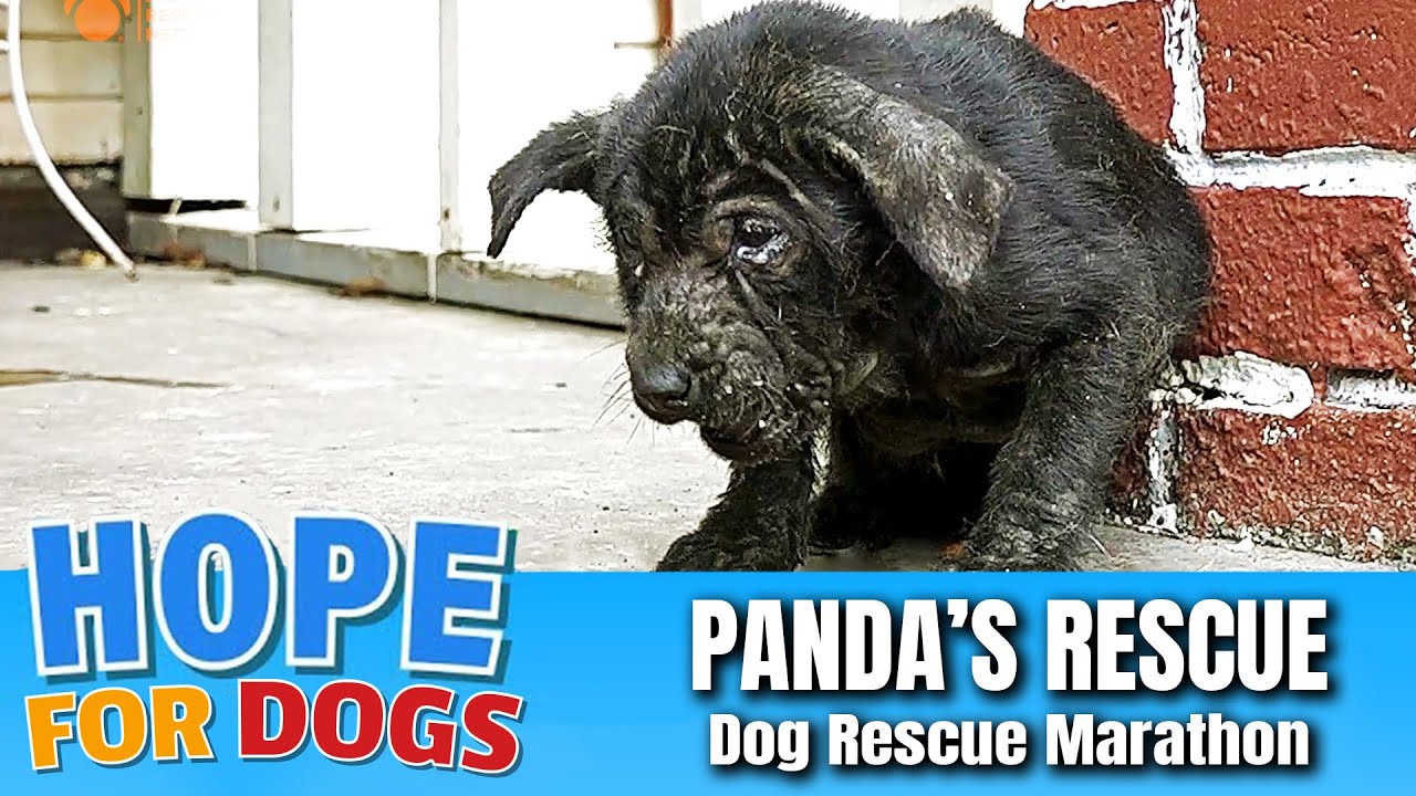 Hope Rescues Starving Mangy Puppy Named Panda - YouTube