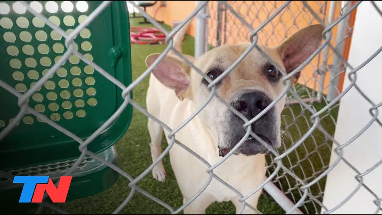 MIAMI: cómo adoptar perros y gatos y agrandar la familia. - YouTube