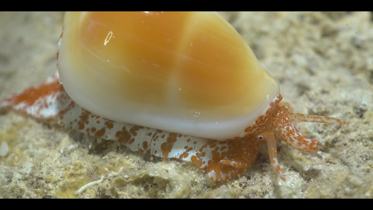 Cowries of Florida and other sea slugs - YouTube