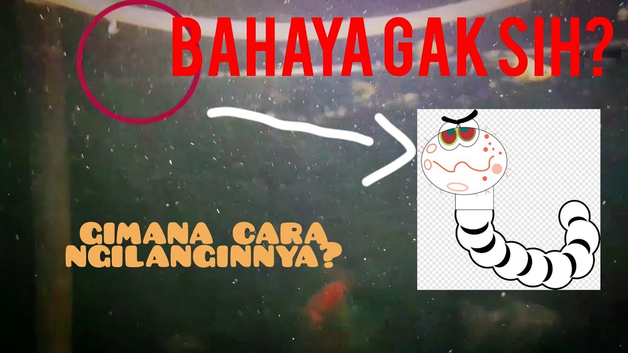 cacing putih yang ada di akuarium. cacing apa nih? - YouTube