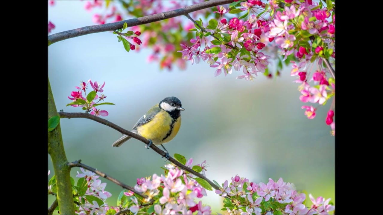 Shahlo Ahmedova - Tanla (The Chainsmokers x Open to Music - Official ...