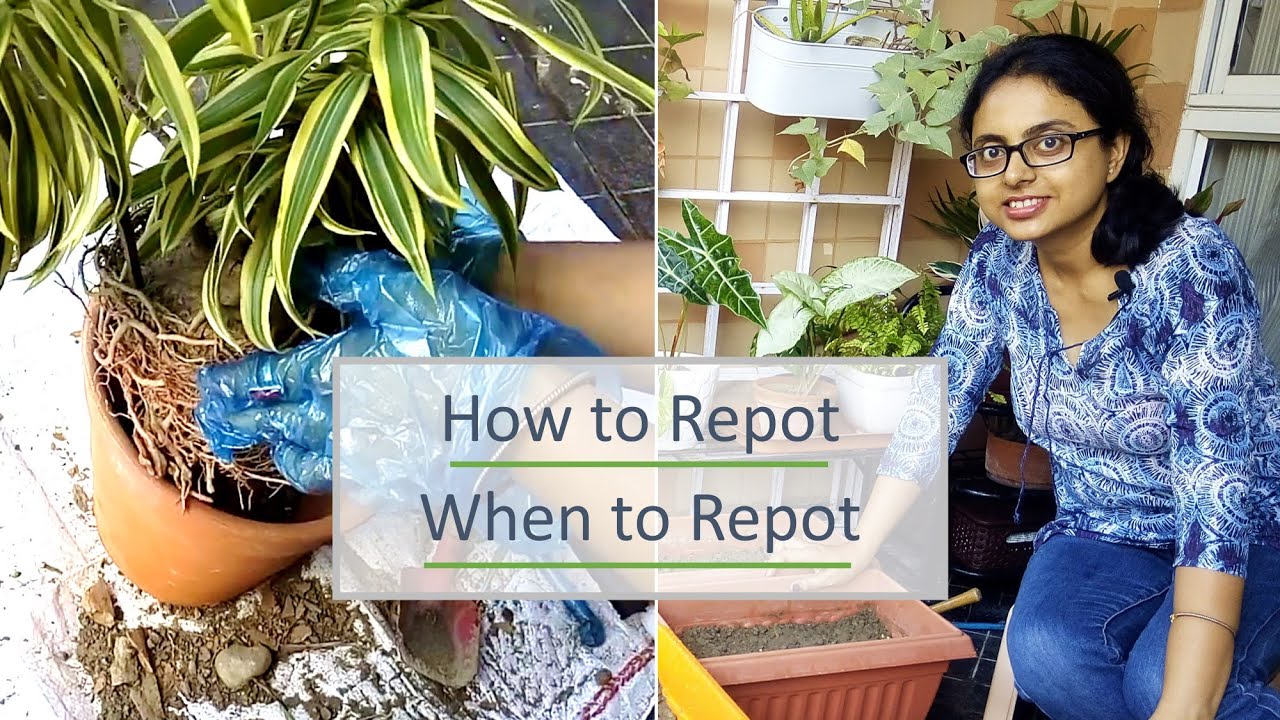 Basics of Repotting Plants | How to Repot | When to Repot - YouTube