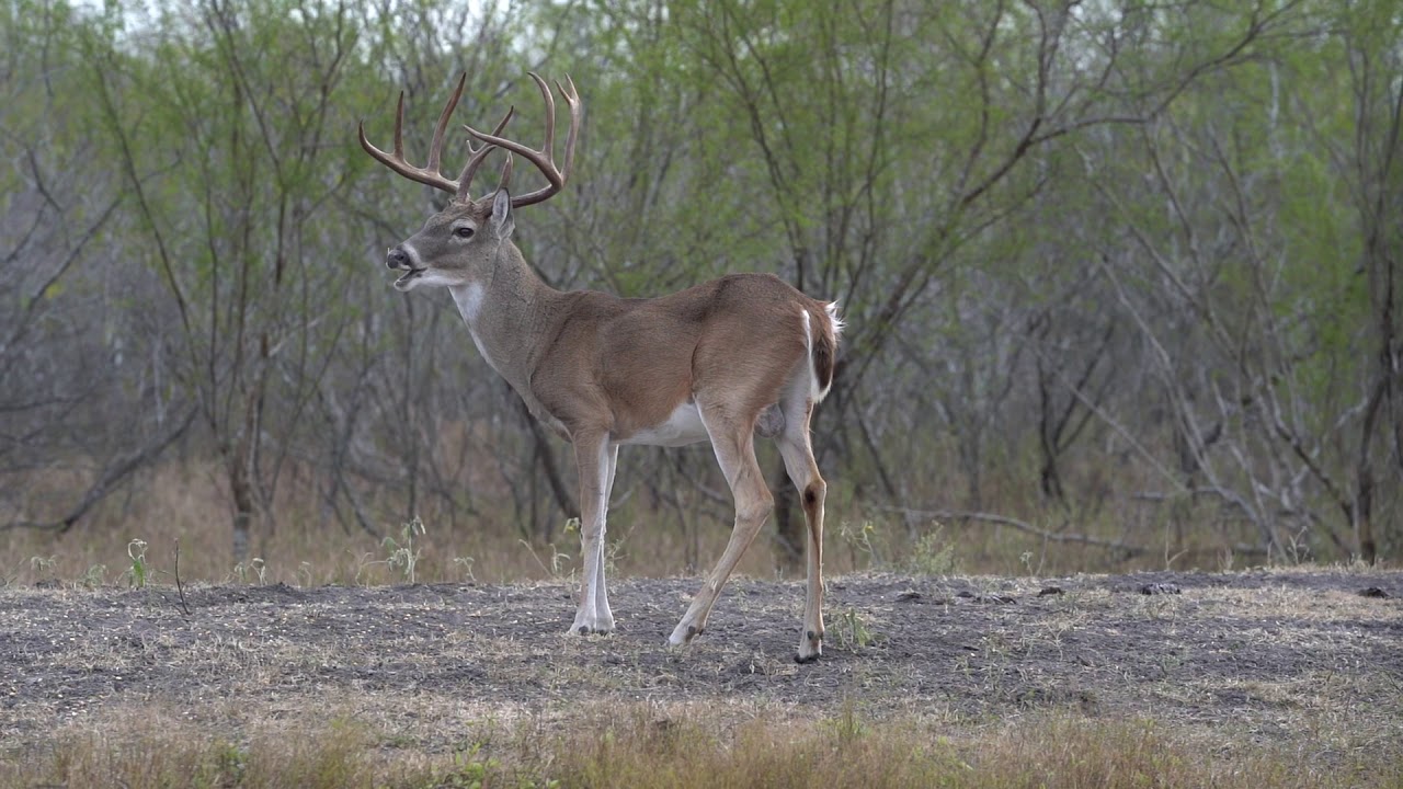 Buck of a lifetime - YouTube