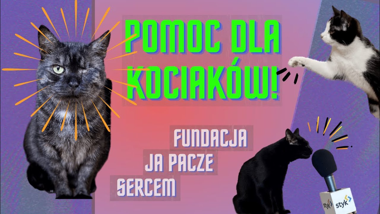 Bohaterzy niewidomych kotków z fundacji Ja Pacze Sercem - YouTube