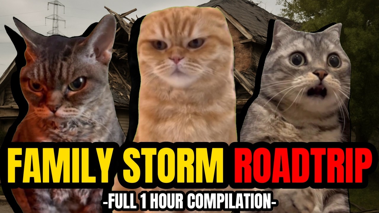 CAT MEMES: FAMILY STORM ROADTRIP FULL 1 HOUR COMPILATION - YouTube