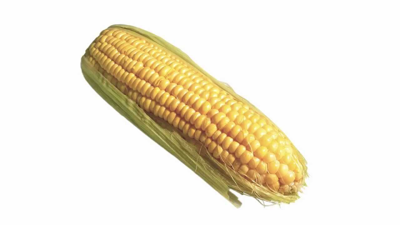 CORN ASL American Sign Language YouTube corn-asl-american-sign-language-youtube