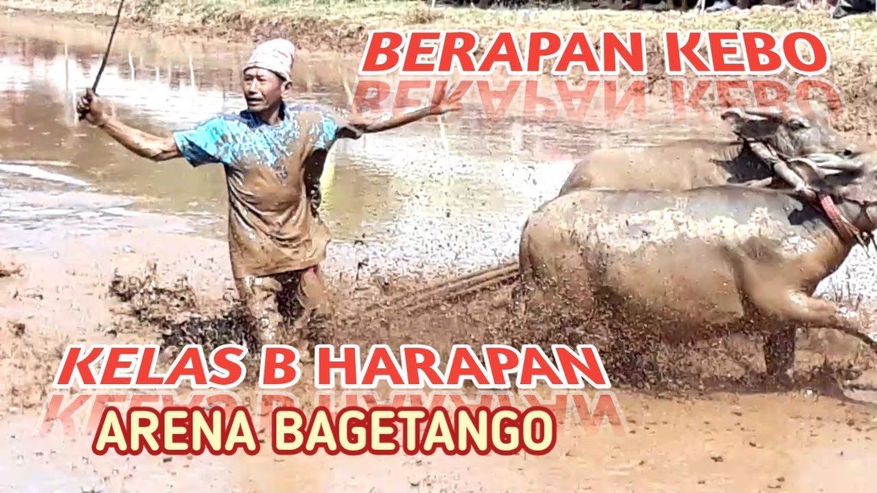 BERAPAN KEBO KELA B HARAPAN ARENA BAGETANGO - YouTube