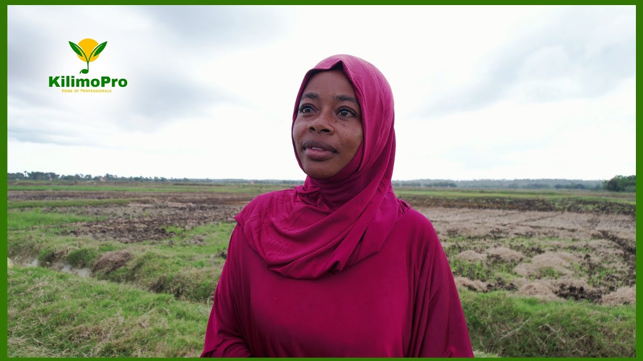 KILIMO CHA UMWAGILIAJI ZANZIBAR, UMOJA WA SERIKALI NA WANANCHI KWENYE ...
