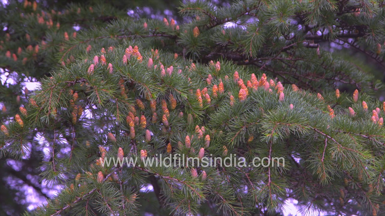 Himalayan cedar in full bloom with Deodar flowers - YouTube