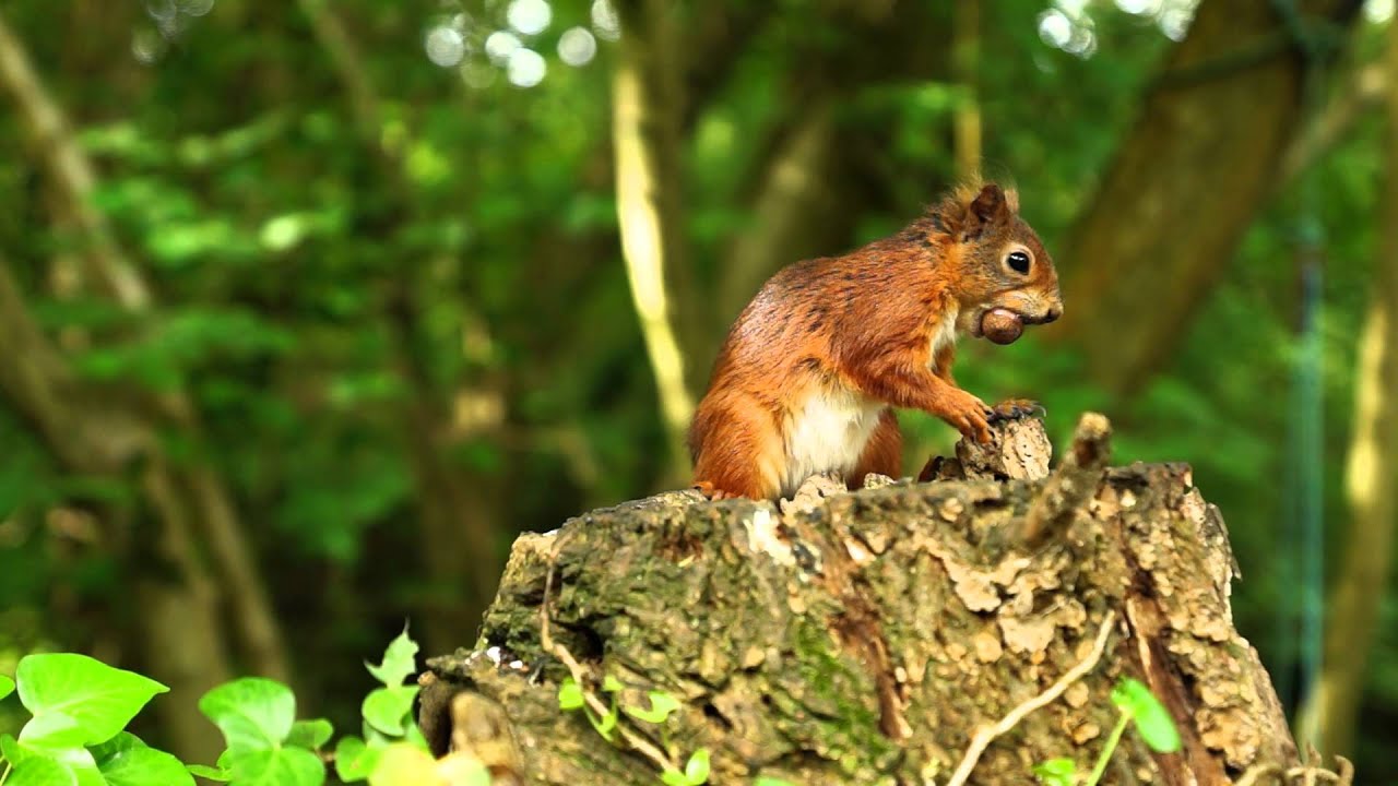 Alverstone Mead Nature Reserve (1) - YouTube