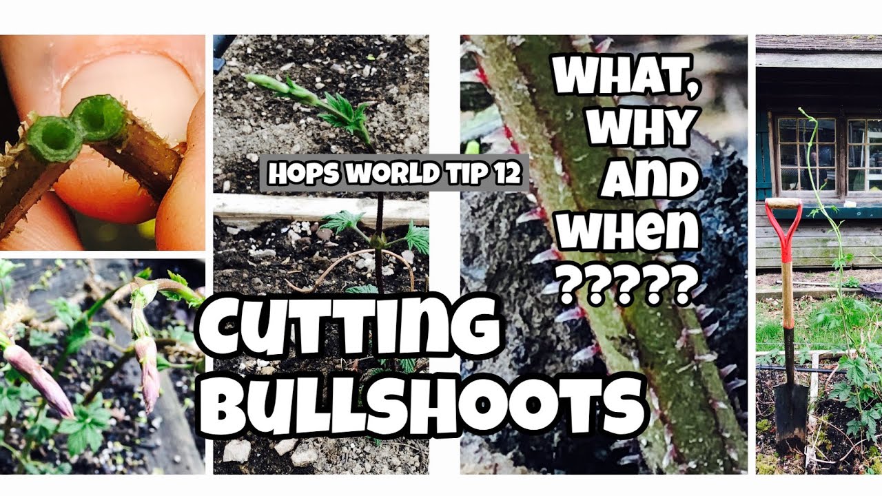 CUTTING BULL SHOOTS - WHAT, WHY and WHEN ??? HOPS WORLD TIP 12 - YouTube