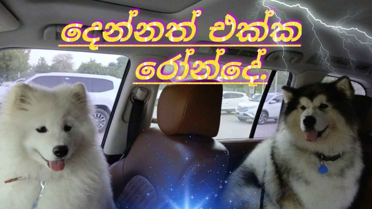 දෙන්නත් එක්ක රෝන්දේ. #husky #dog #puppy@TopTrending - YouTube