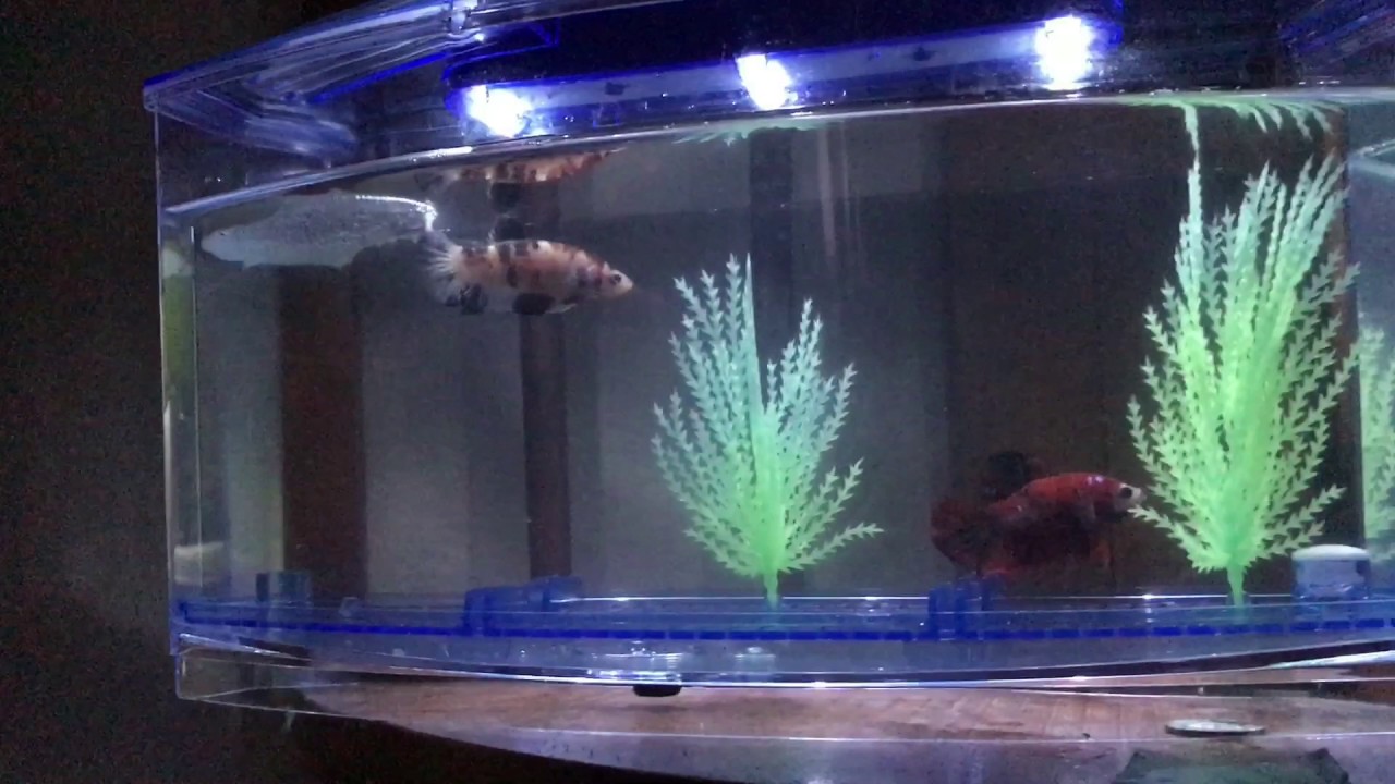 Koi Betta Mating! - YouTube