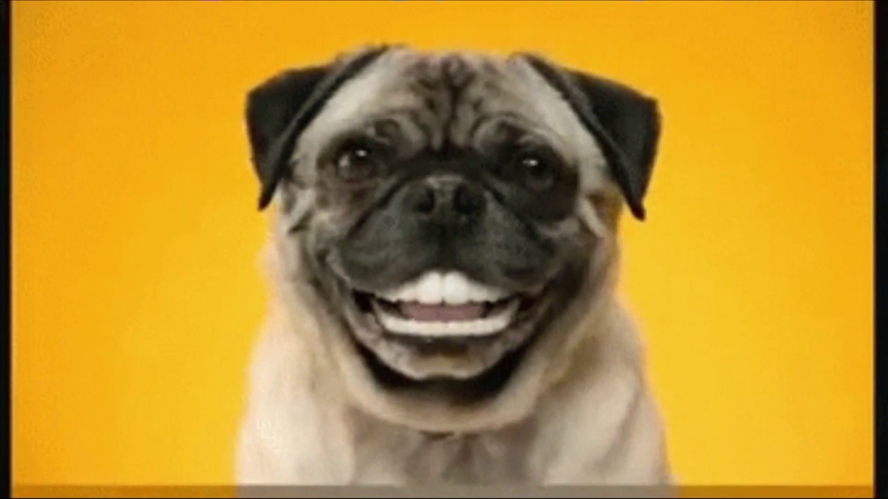 Memes y animaciones de Firulais - YouTube