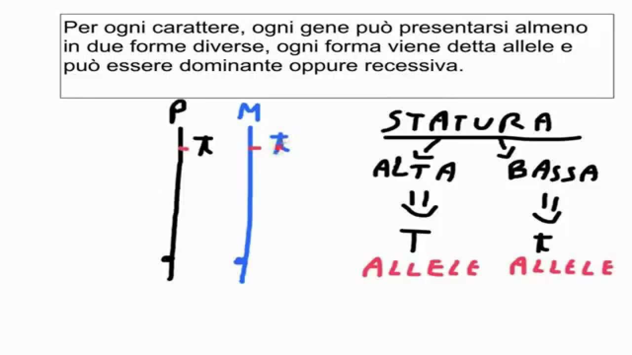 CORSO DI BIOLOGIA GENERALE - LEZIONE 55 - GENETICA - MENDEL - CARATTERI ...