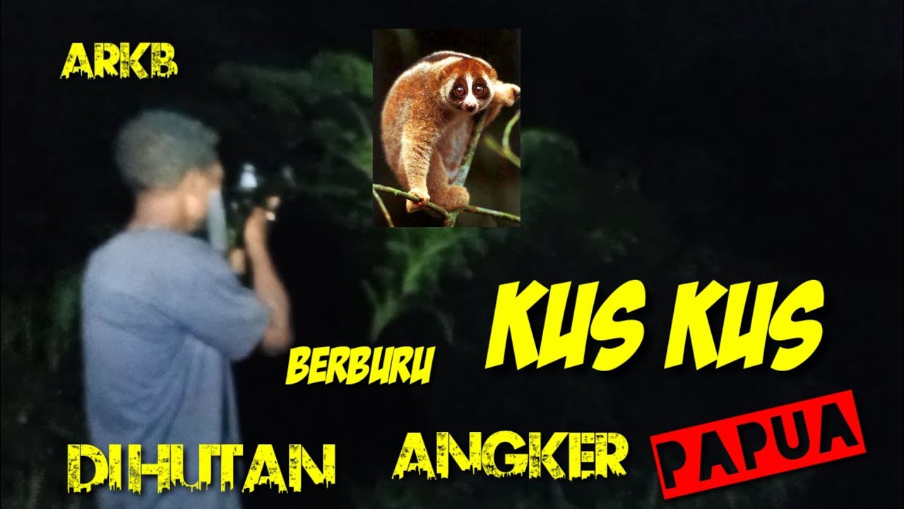 Berburu Kus Kus pohon di hutan Angker Papua. - YouTube