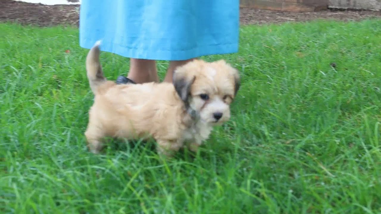 Yorkie Chon Puppies For Sale - YouTube