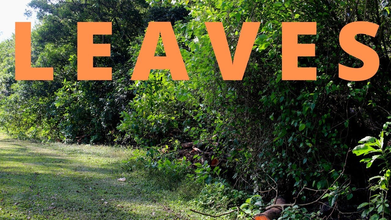 The wind shakes the leaves of the trees and the birds sing Happily ...