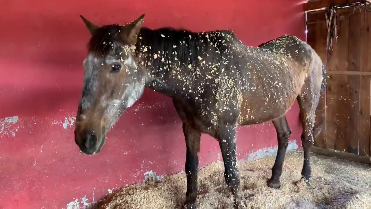 Caballo feliz en santuario de animales - YouTube