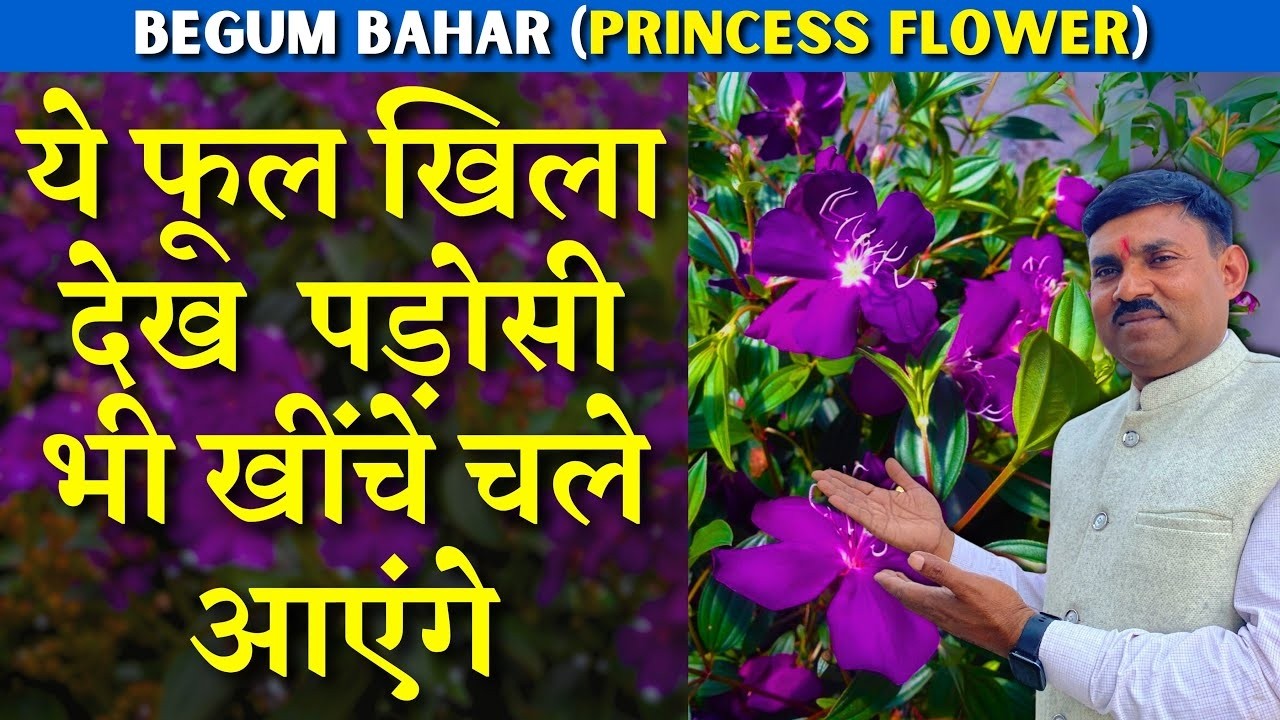 ये फूल खिला देख पड़ोसी भी खींचे चले आएंगे || BEGUM BAHAR (PRINCESS ...