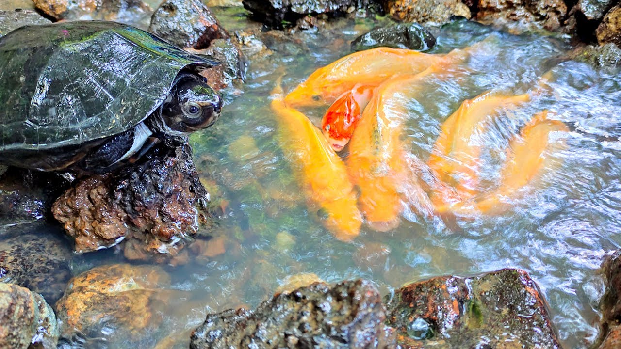 Menemukan sarang ikan hias, ikan koi, ikan cupang, kura kura, ikan mas ...