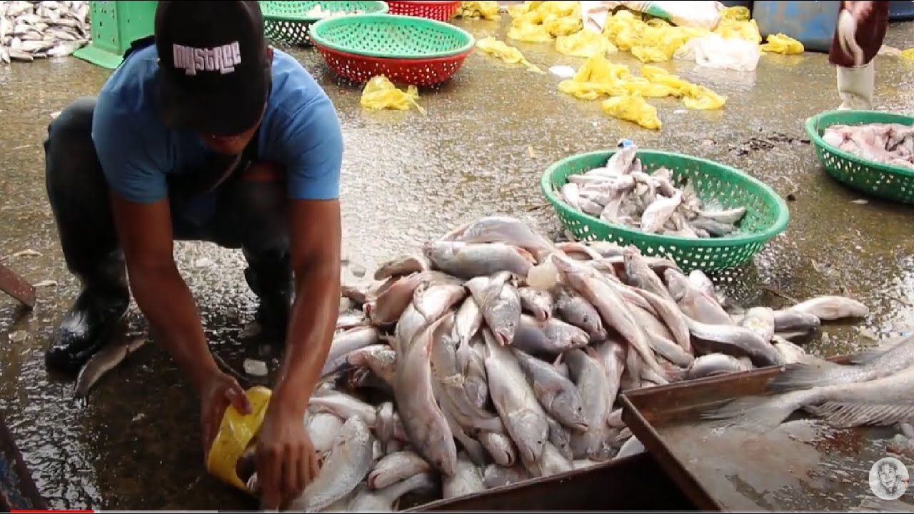 Amazing Fresh and Deep-Water Fishes From Tonle Sab Lake | Fishes for ...