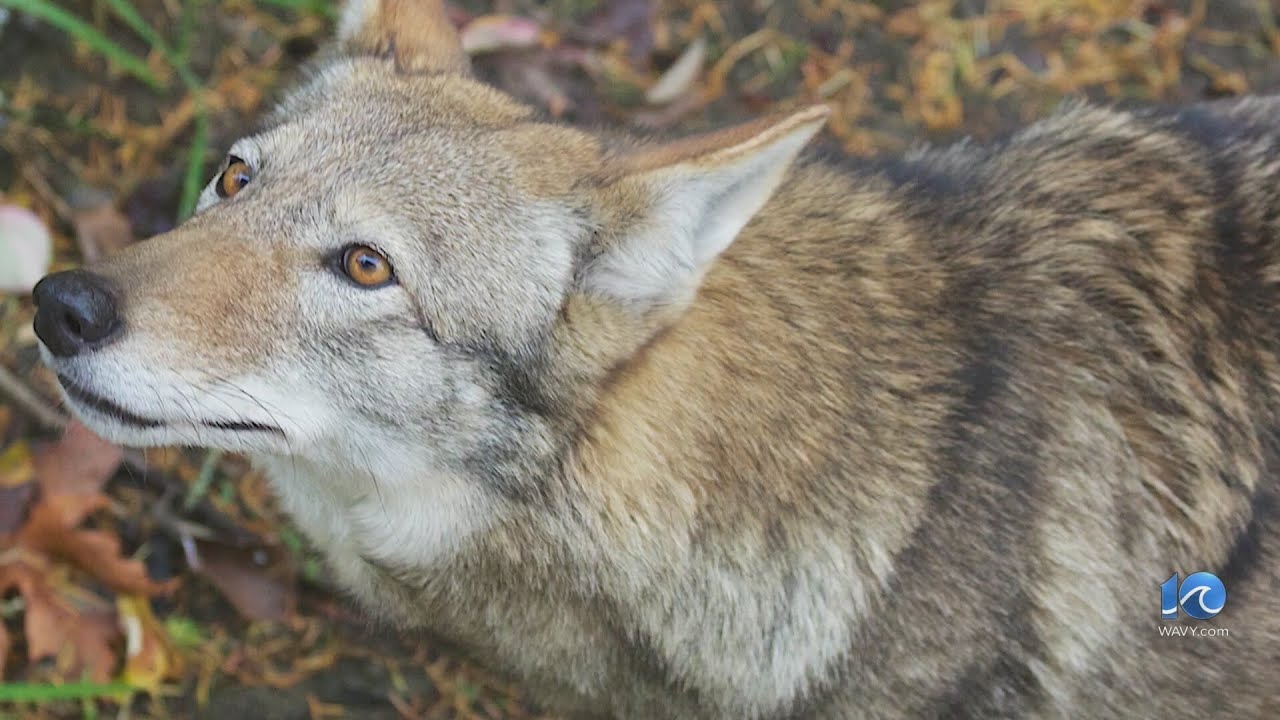Endangered Red Wolves in eastern North Carolina fading fast - YouTube