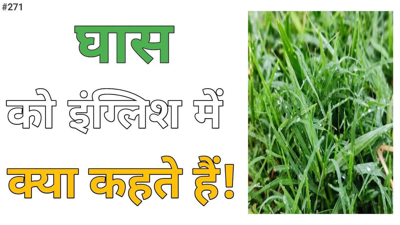 what is ghas called in english | घास को इंग्लिश में क्या कहते हैं ...