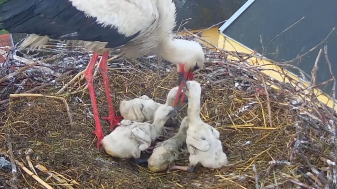 White Storks (Ságvár, Hungary) | Breakfast feeding to five storks ...