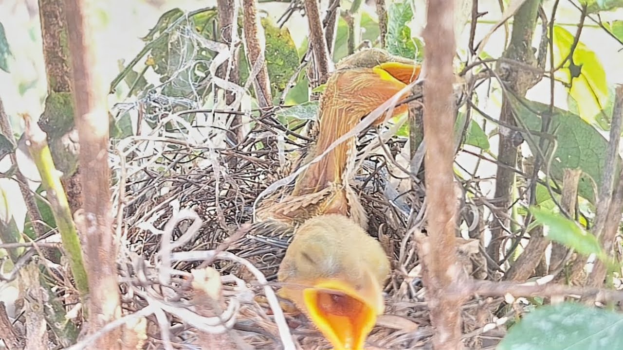 Baby bird entangled in nest string - YouTube