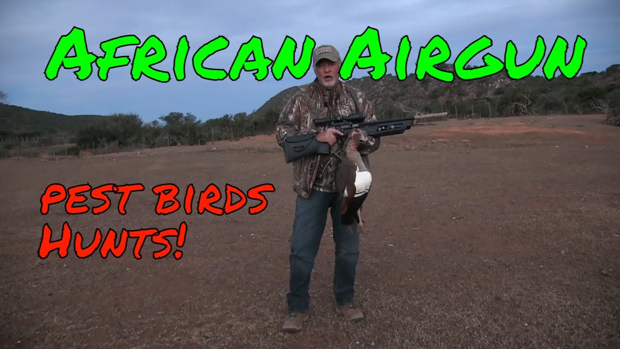 Airgun Hunting: New Umarex Gauntlet on Pest birds - YouTube