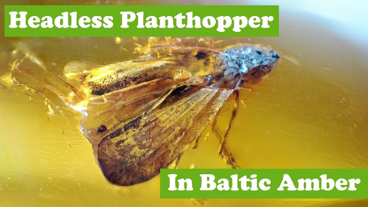 Headless planthopper in Baltic Amber - YouTube