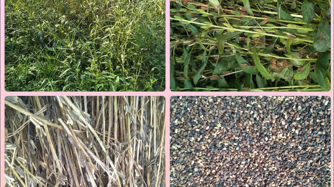 എള്ള് കൃഷി / ellu krishi/ sesame farming - YouTube