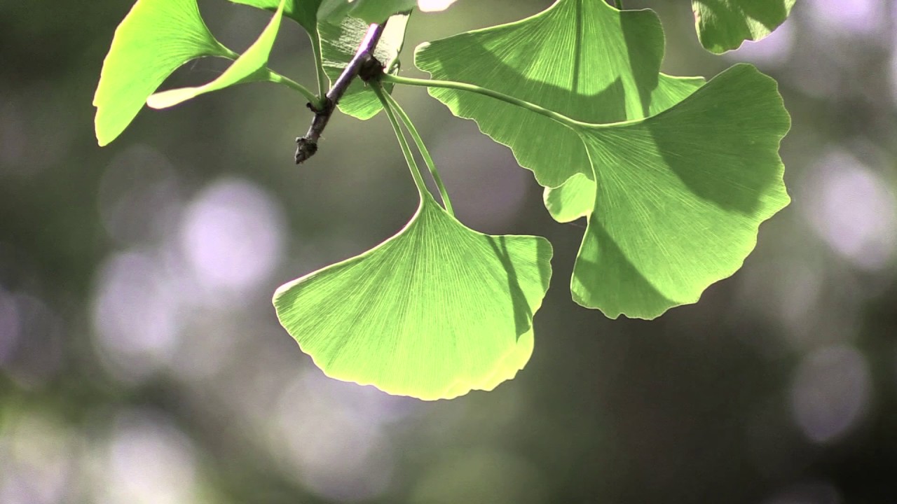 ONSS Natural Solution - YouTube