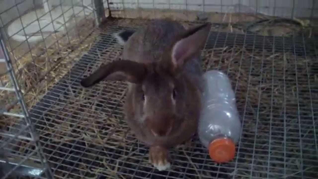 Rabbit, Goat, Chicken, and Hog Update at Czar's Farm 9/15 - YouTube