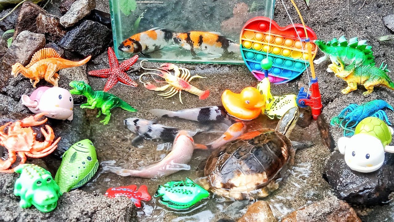 asikkk menemukan ikan hias, ikan koi, kura kura, bintang laut, udang ...