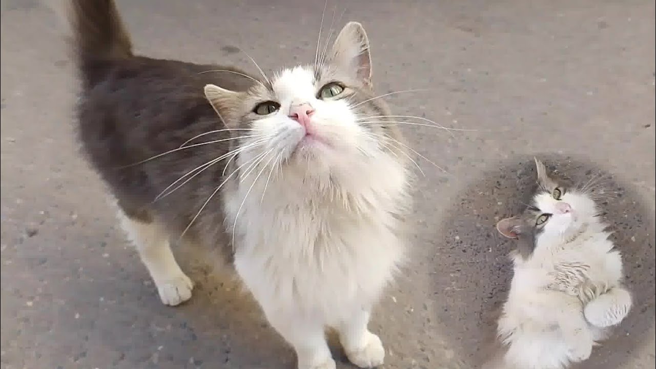 A cute stray cat hugs my body and doesn't want me to leave - YouTube