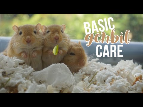 Basic Gerbil Care - YouTube