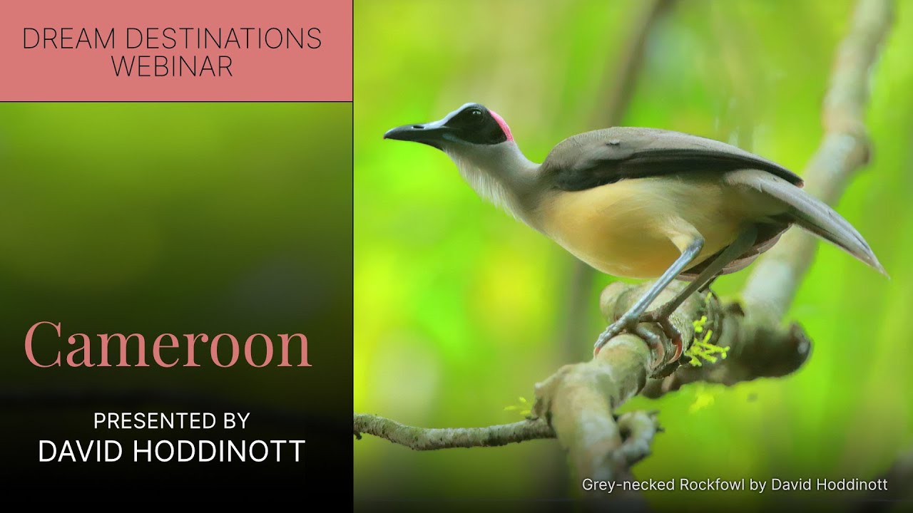 Cameroon with David Hoddinott - YouTube