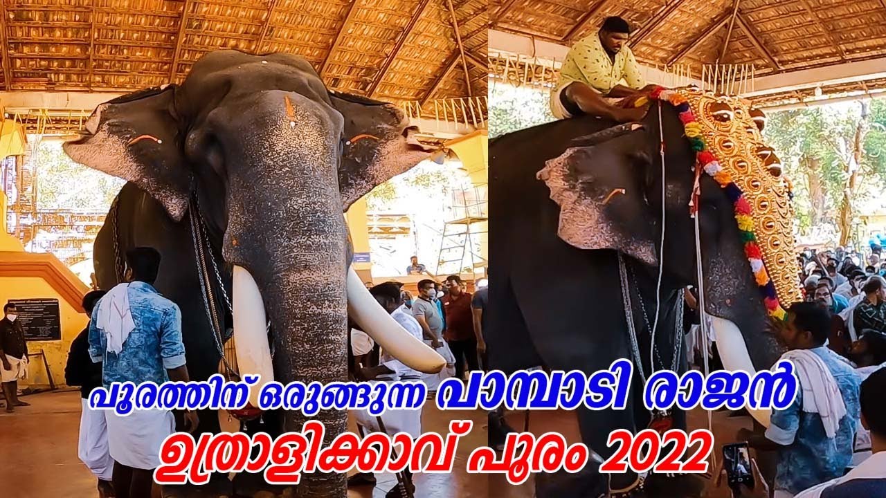 uthralikavu pooram 2022 🐘പൂരത്തിന് ഒരുങ്ങുന്ന പാമ്പാടി രാജൻ 🐘 - YouTube