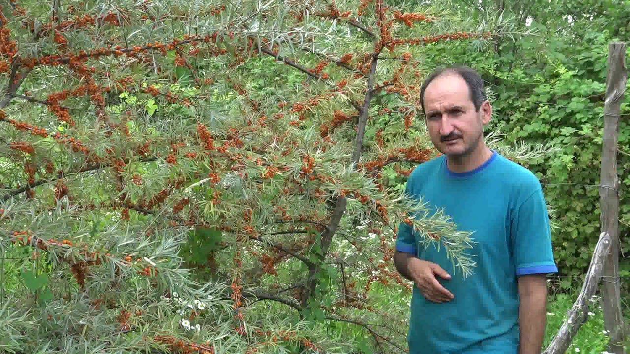 Catina recolta bogata - YouTube