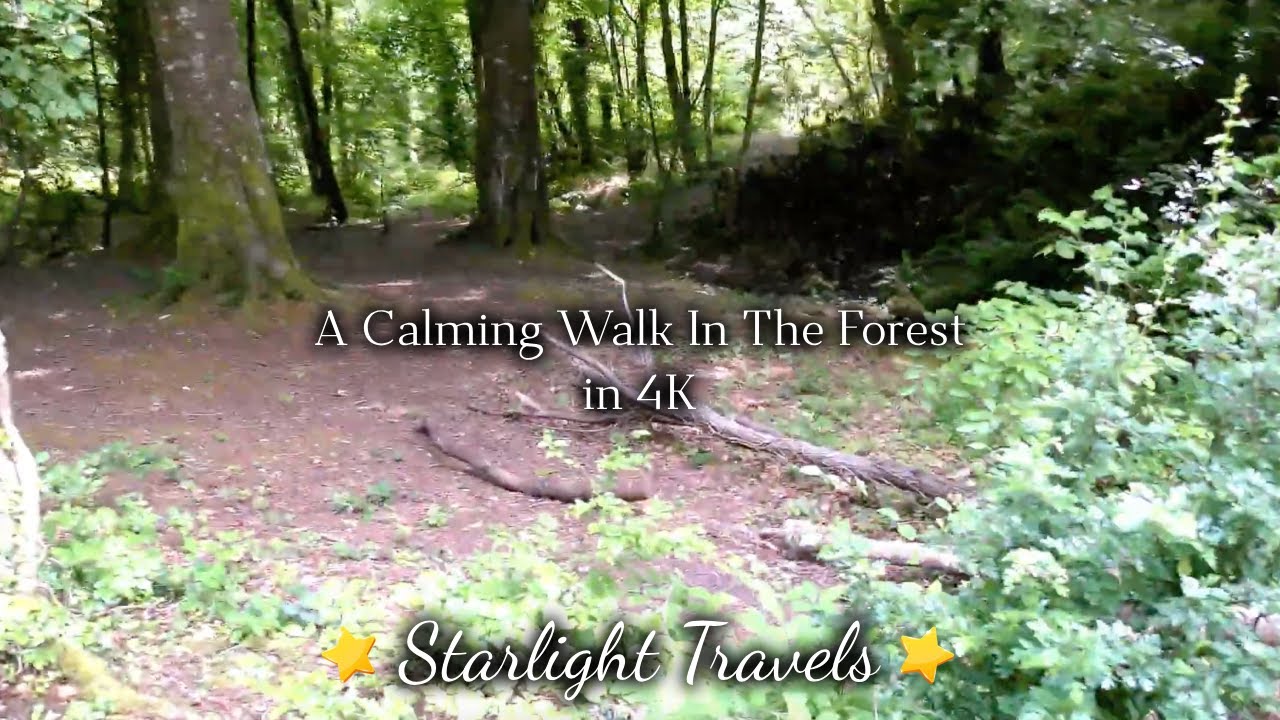 A calming walk in the forest in 4K | Starlight Vlog - YouTube