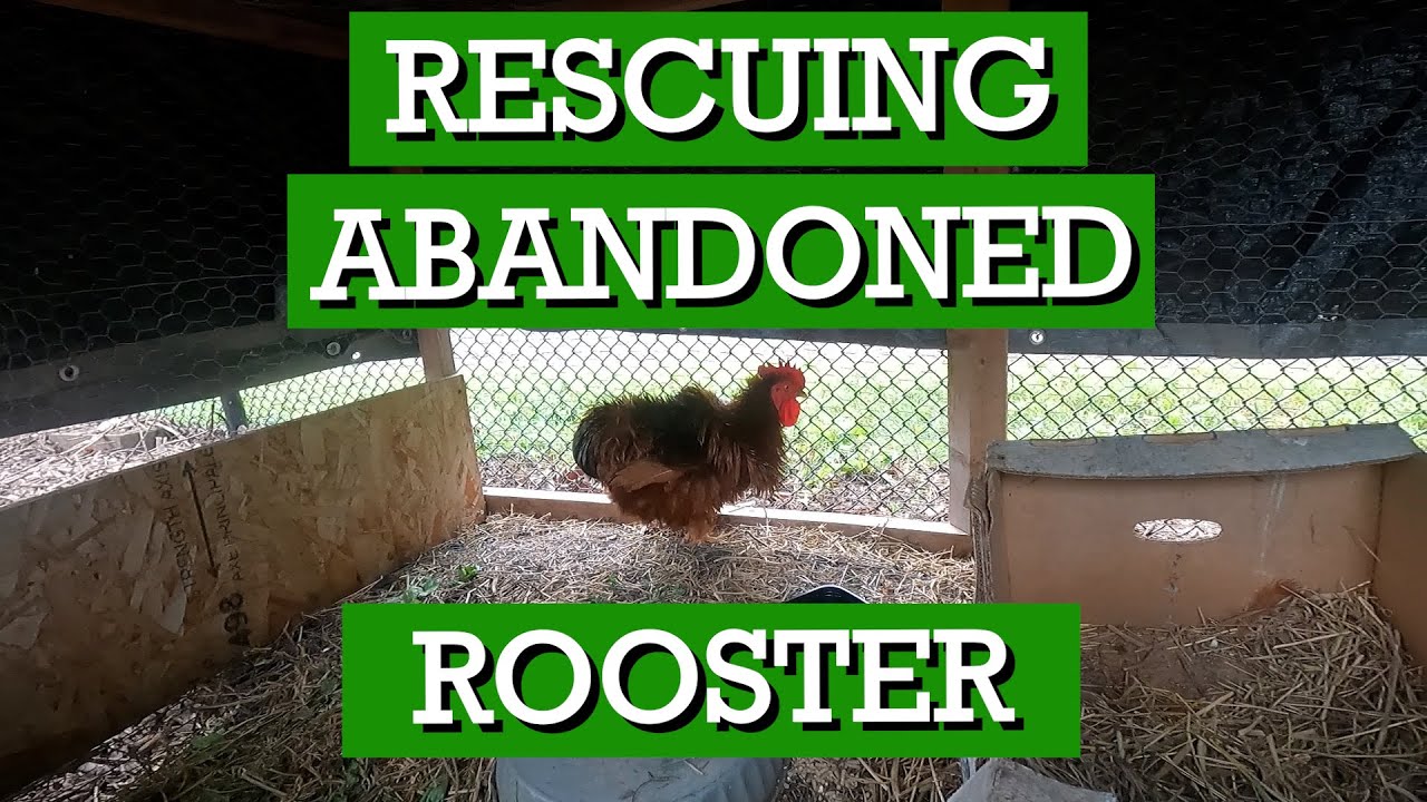 ABANDONED ROOSTER! and What I Did About It. - YouTube