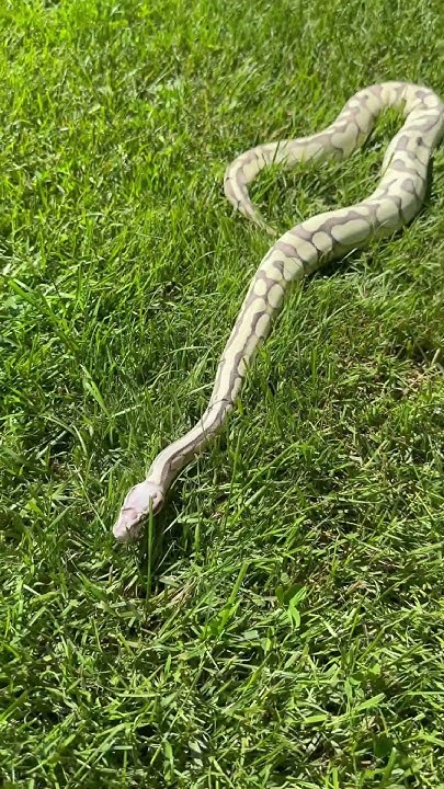 Microscale ball python - YouTube