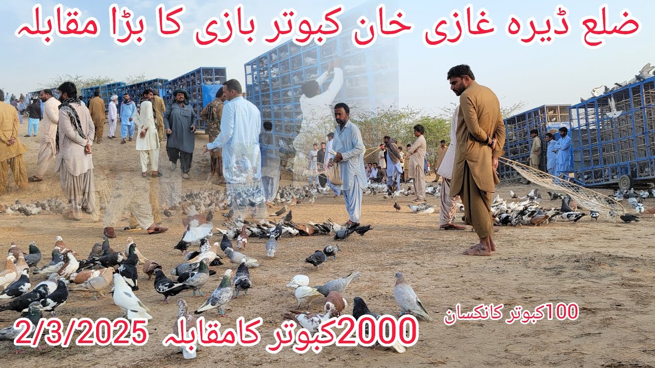 2000 kabutar ka Mukabala Jila Dera Ghazi Khan lambi Patti Wale kabutaron Ki Ladai - YouTube
