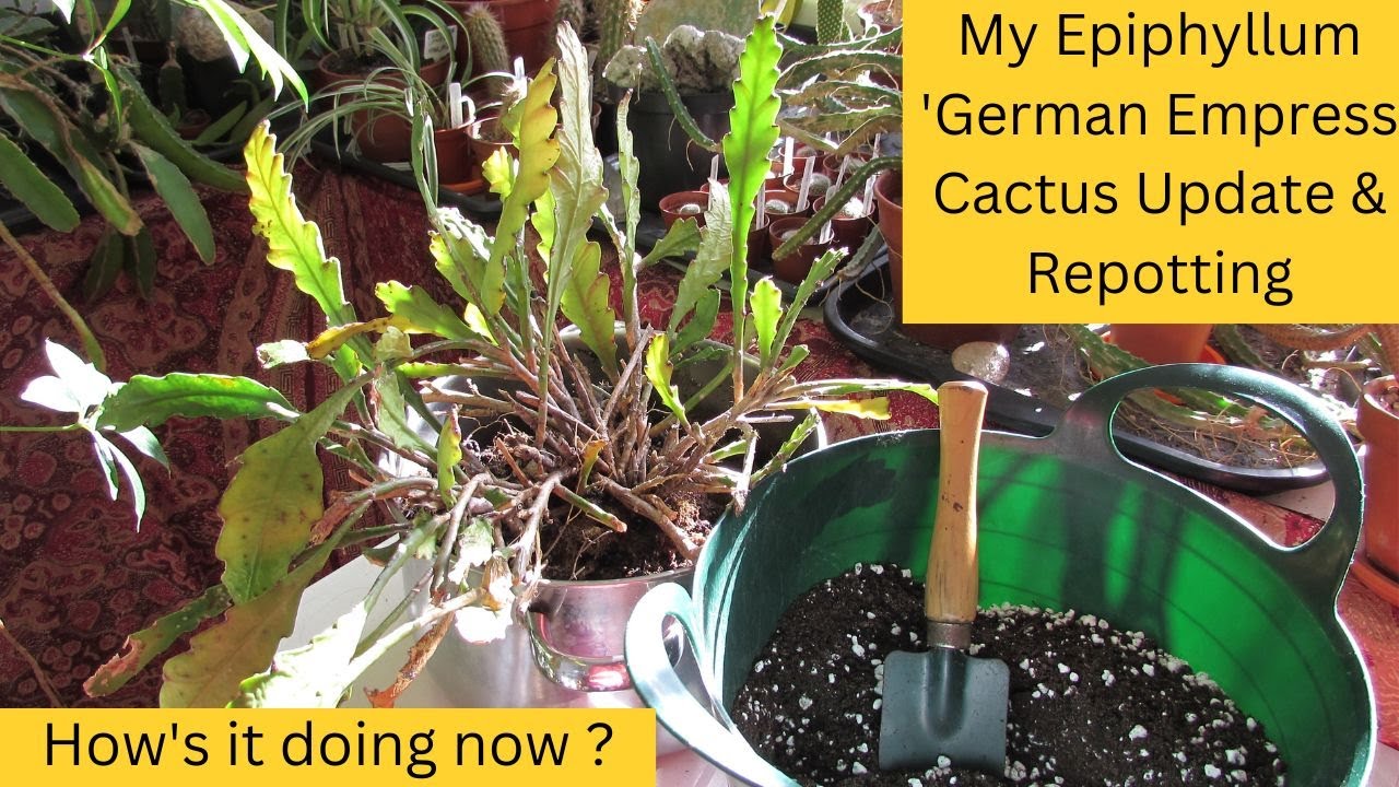 My Epiphyllum German Empress Cactus Update & Repotting | #cacti #cactus ...