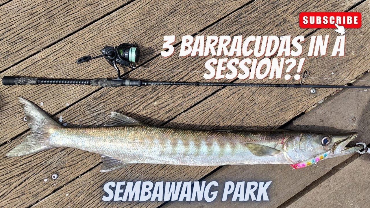 Episode 12: The Great Barracuda! | Day 2 | Sembawang Park | Singapore ...